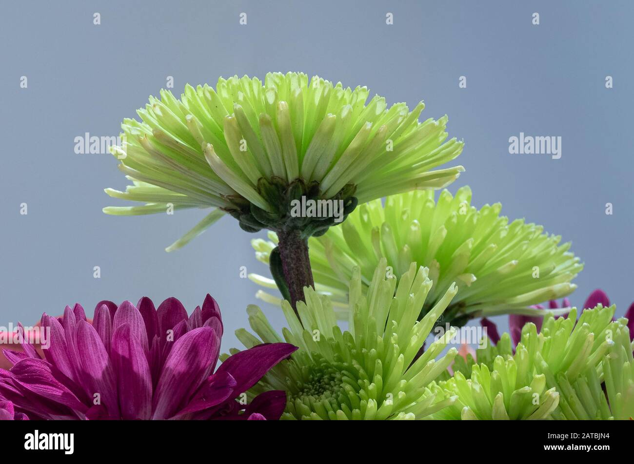 Lime green flowers hi-res stock photography and images - Alamy