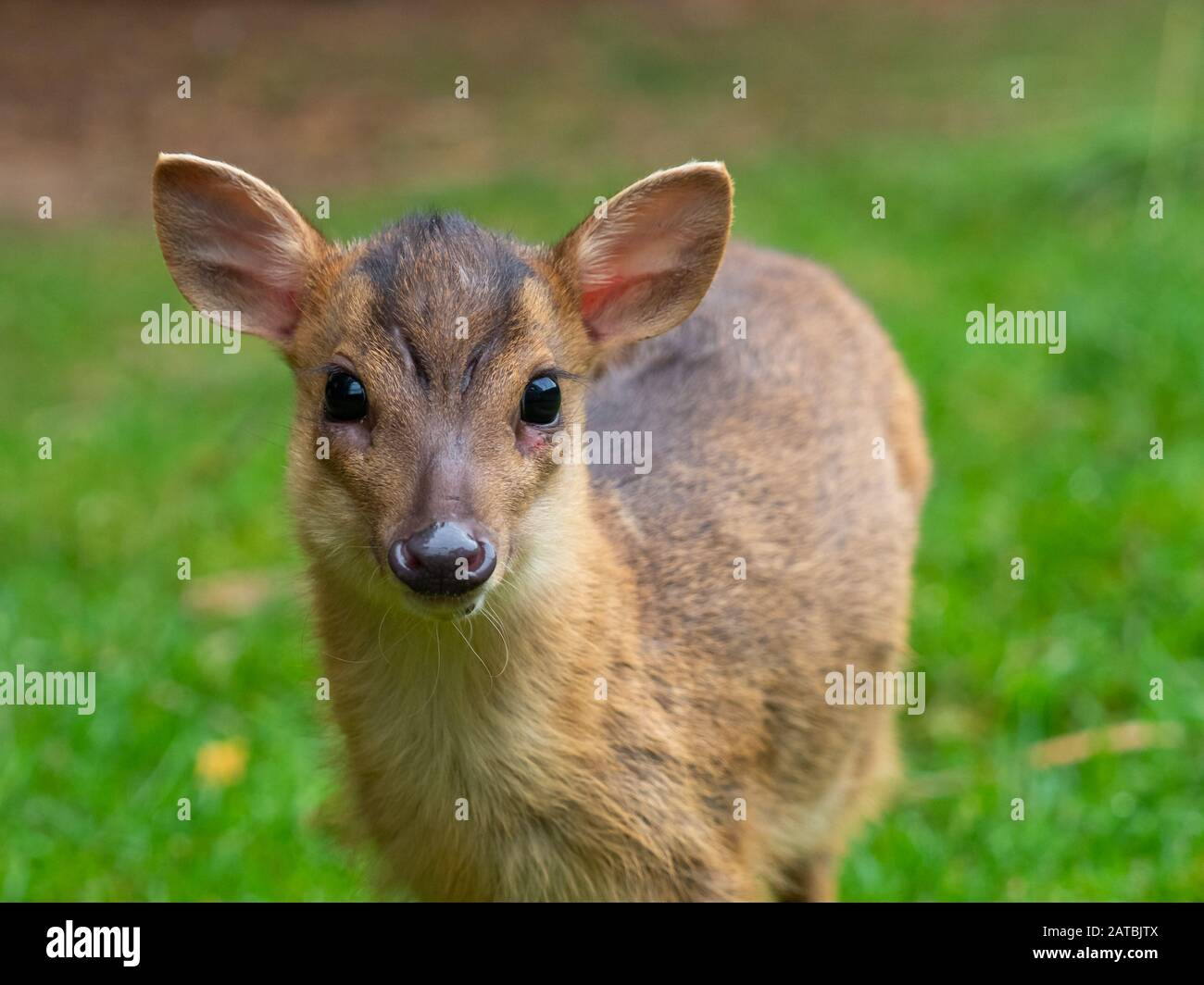 Juvenile muntjac deer hi-res stock photography and images - Alamy