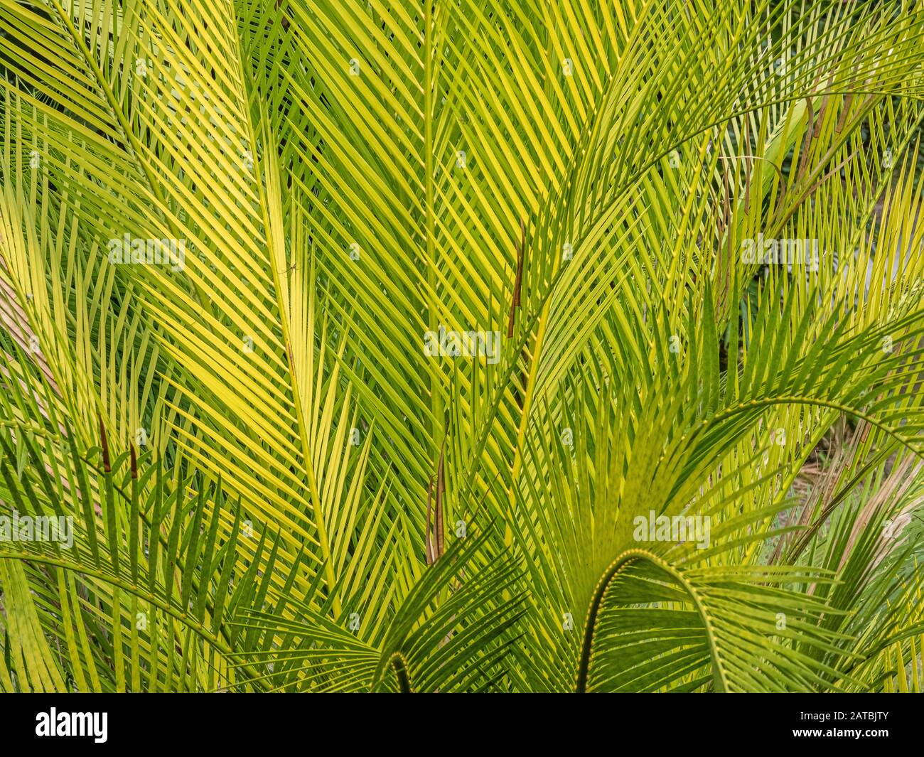 Palm Branch