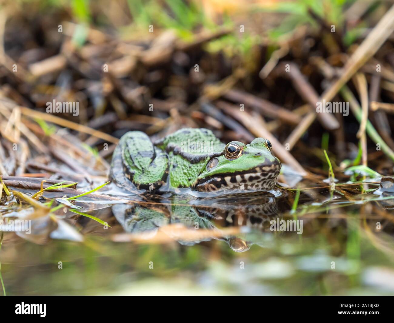Marsh frog ( Pelophylax ridibundus ) in water Stock Photo - Alamy
