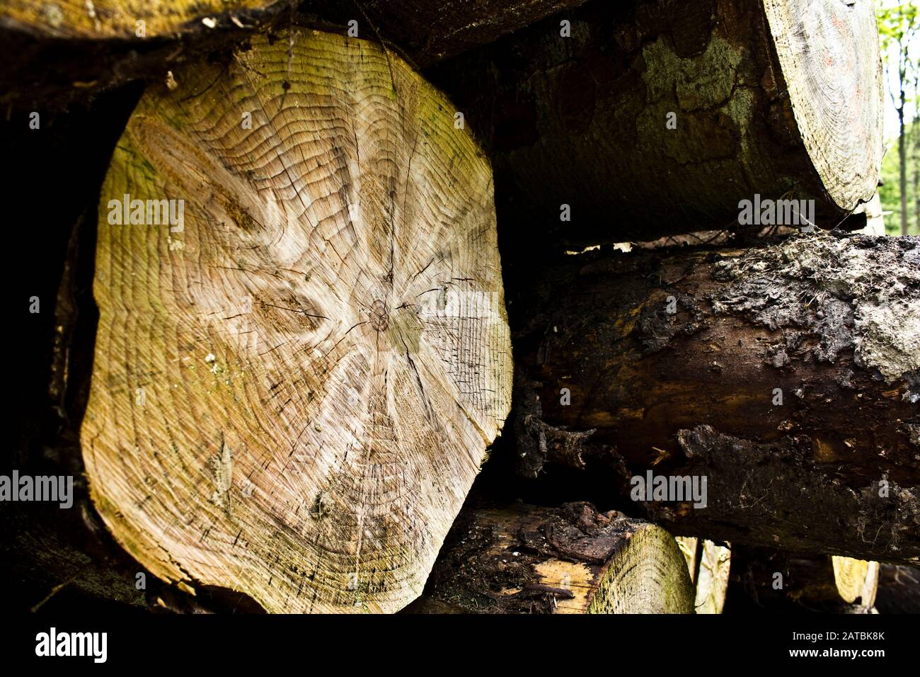 Tree Trunk Rings On Cut Logs Stock Photo - Alamy