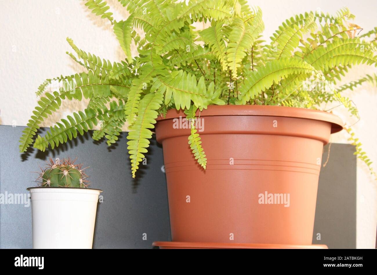 Cactus Or Fern