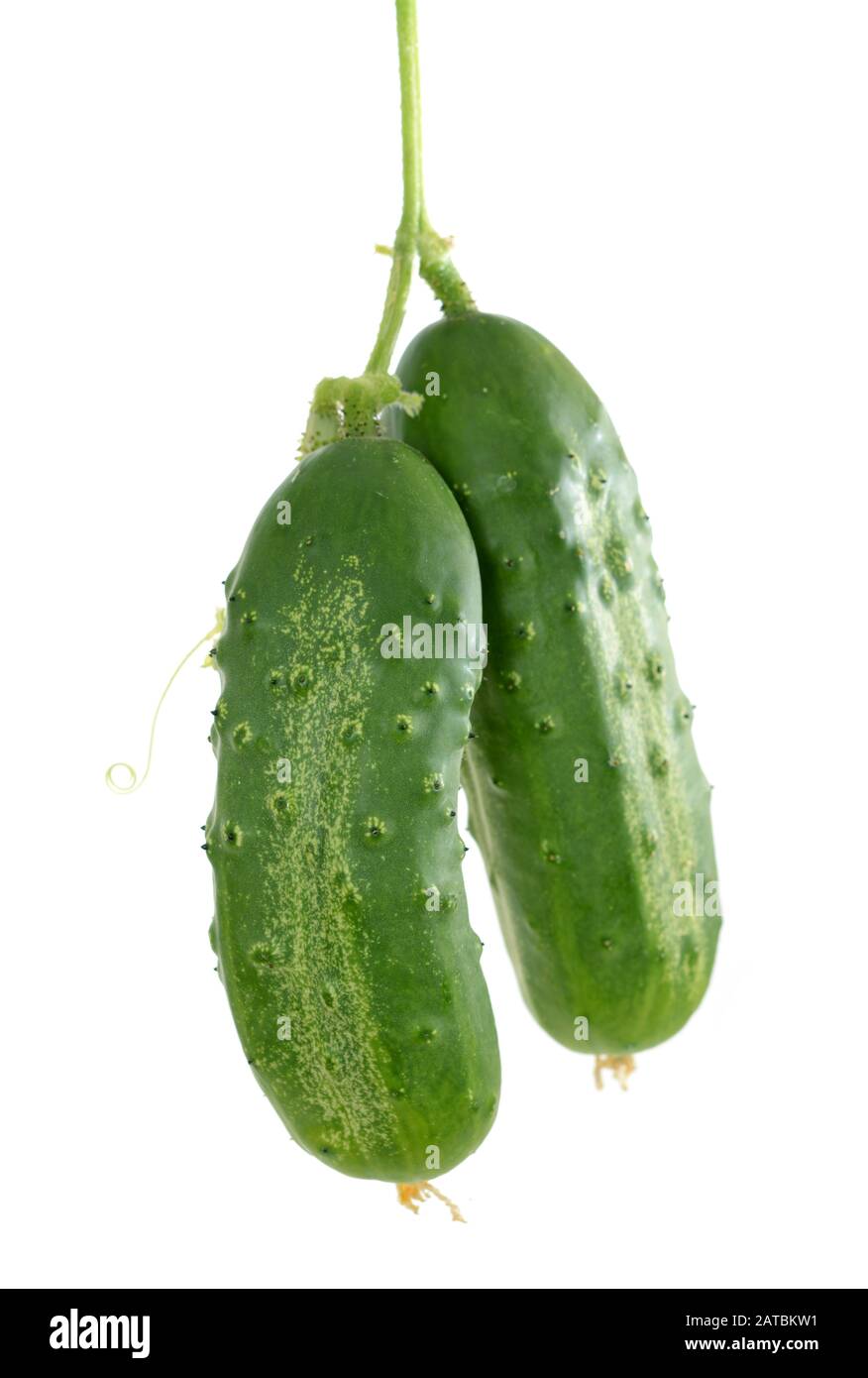 A pair organice pickle isolated on white Stock Photo - Alamy