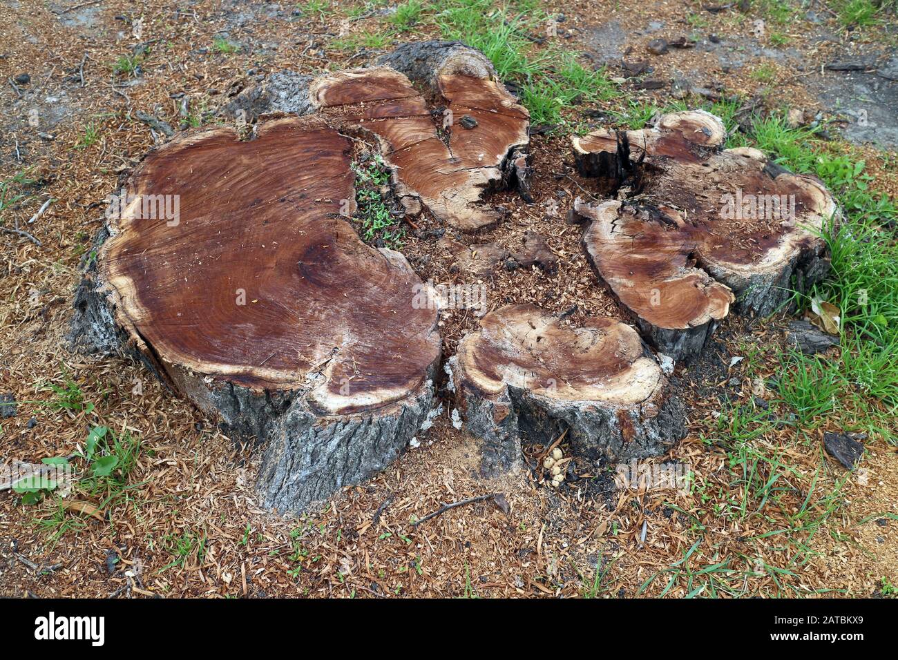 A huge root of tree just cut down Stock Photo - Alamy