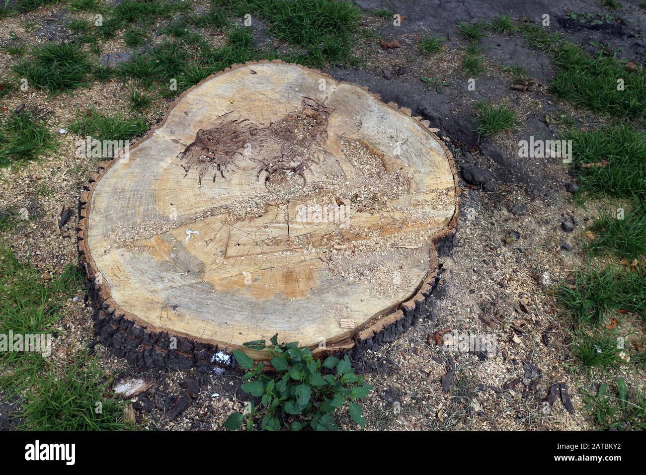 A huge root of tree just cut down Stock Photo - Alamy