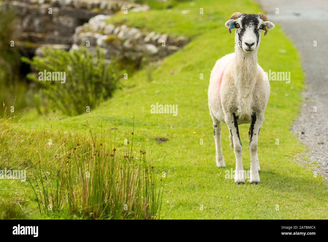Swaledale Ewe or female sheep, with shorn fleece facing forward ...