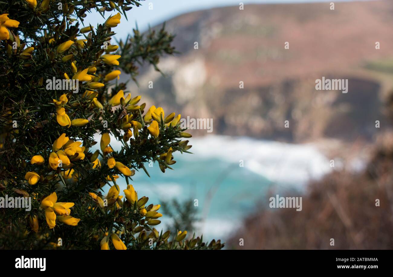 Foreground Gorse High Resolution Stock Photography and Images - Alamy