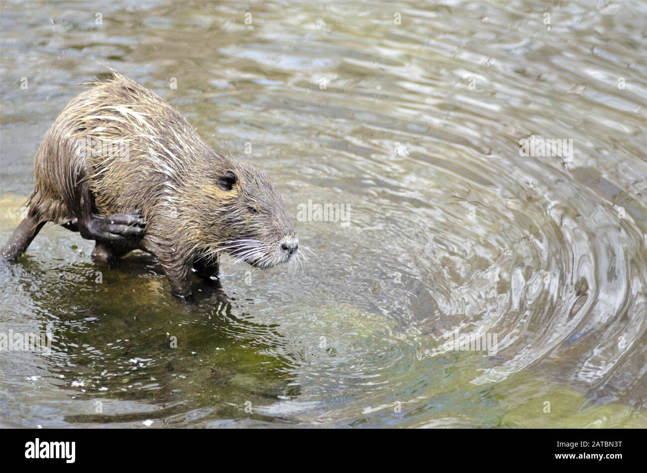 Nutria in the Lagoon in City Park, New Orleans, Louisiana Stock Photo ...