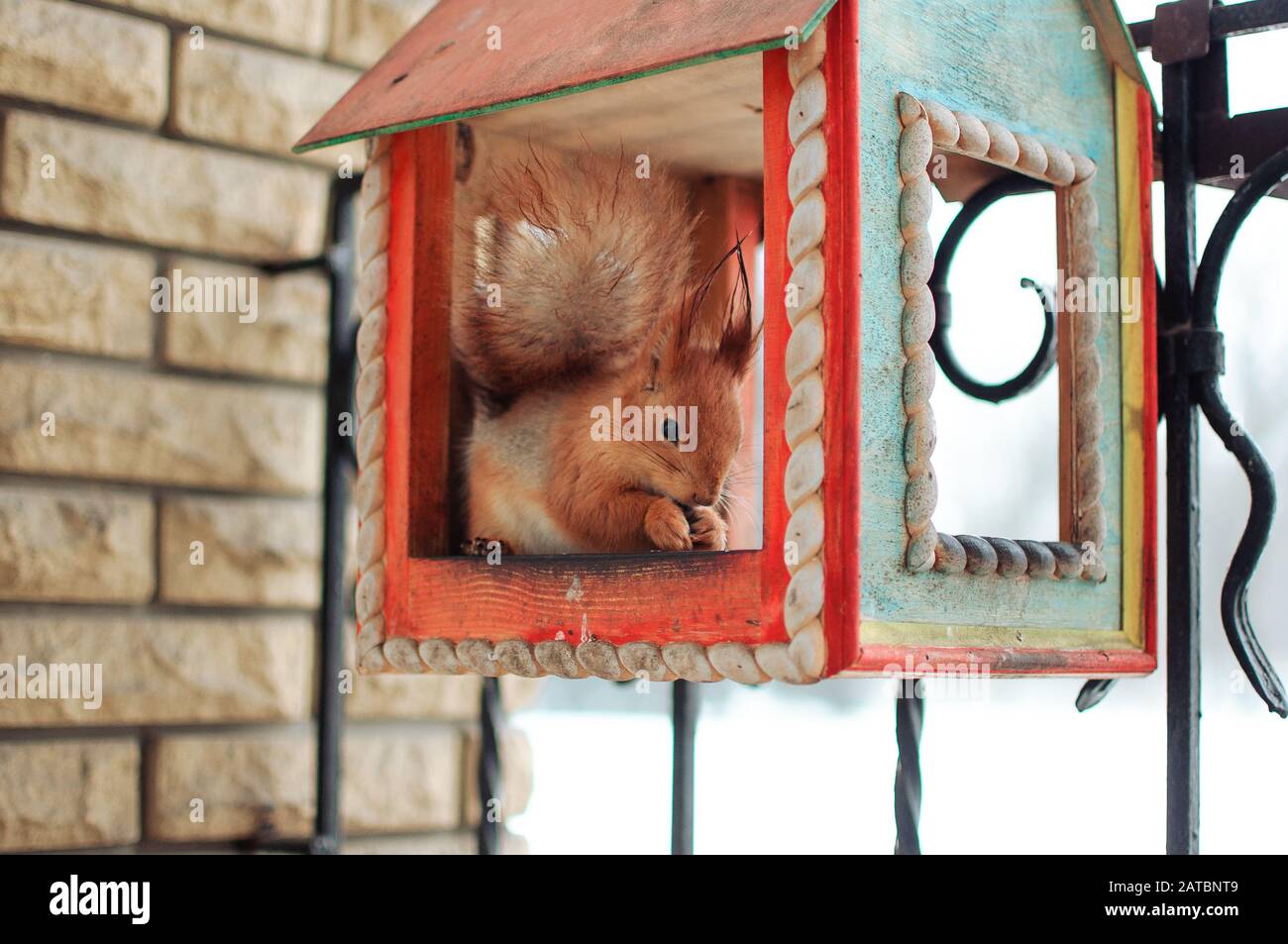 Cute Baby Flying Squirrel