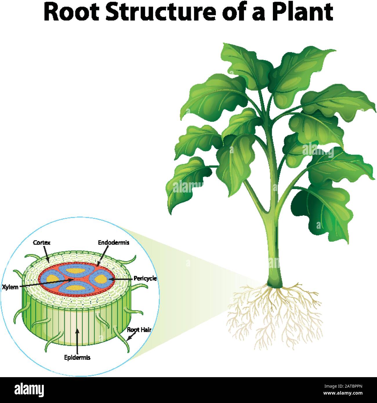 Diagram showing root structure of a plant illustration Stock Vector ...