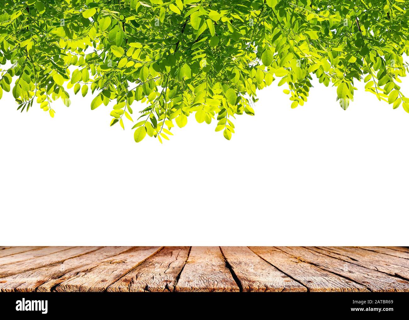 Fresh spring green leaves with wooden table isolated on white ...