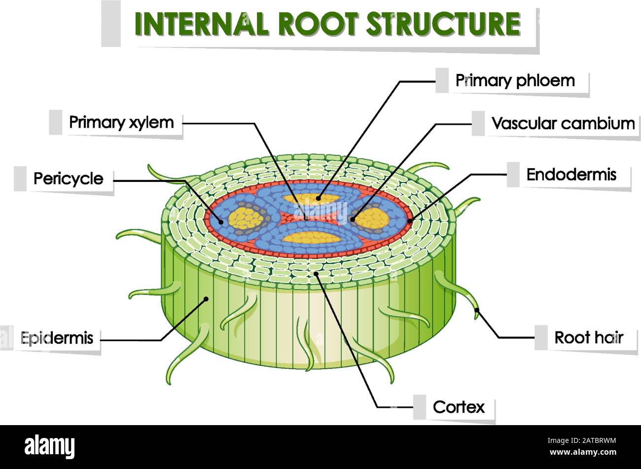 Diagram showing internal root structure illustration Stock Vector Image & Art - Alamy