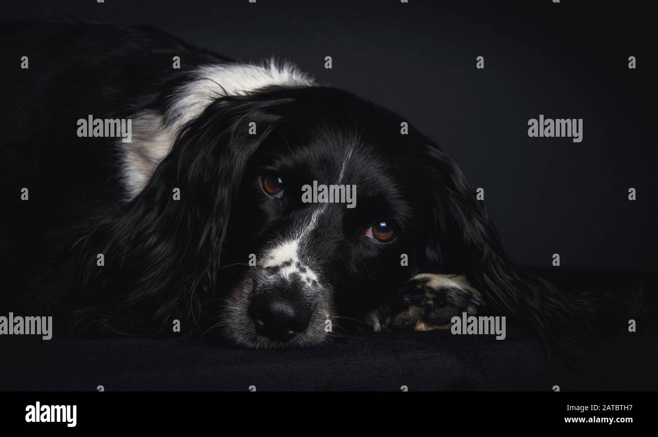 Working breeds hi-res stock photography and images - Alamy
