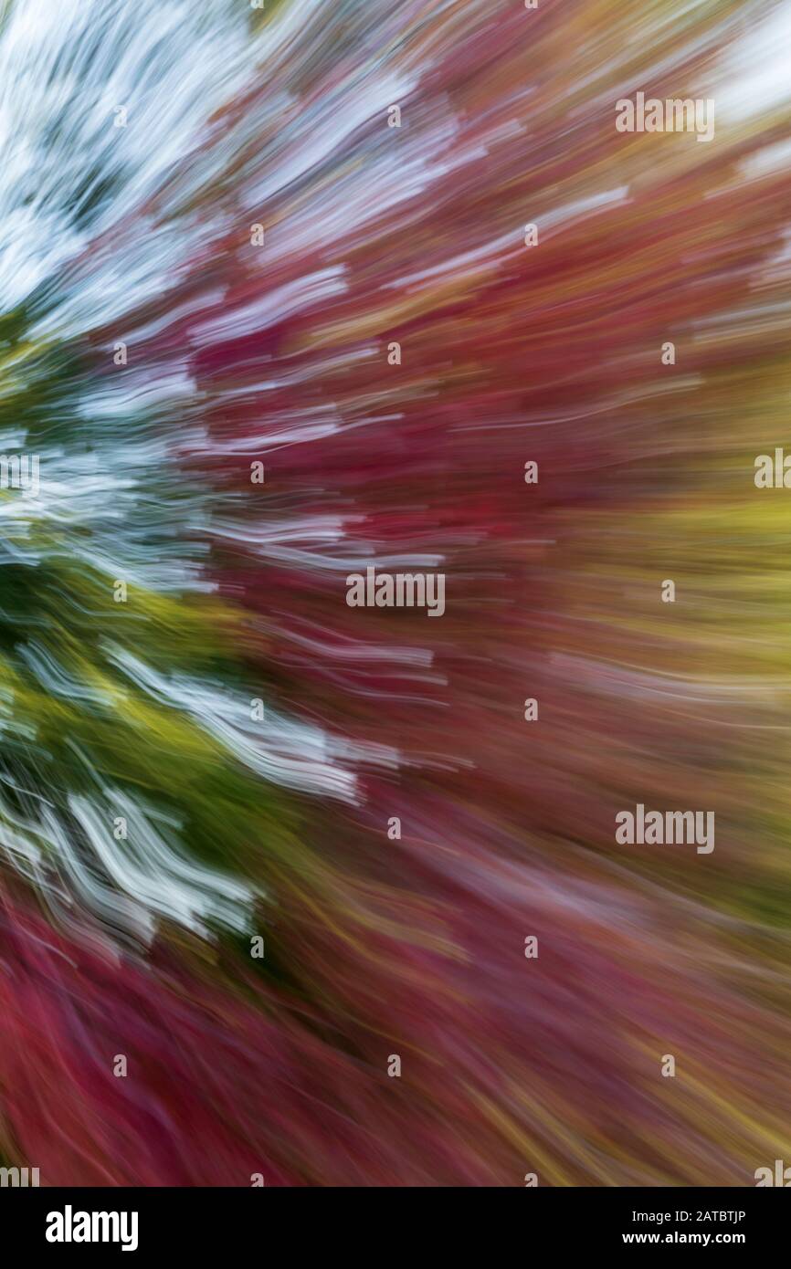 Abstract of Autumn Tree Leaves Stock Photo - Alamy