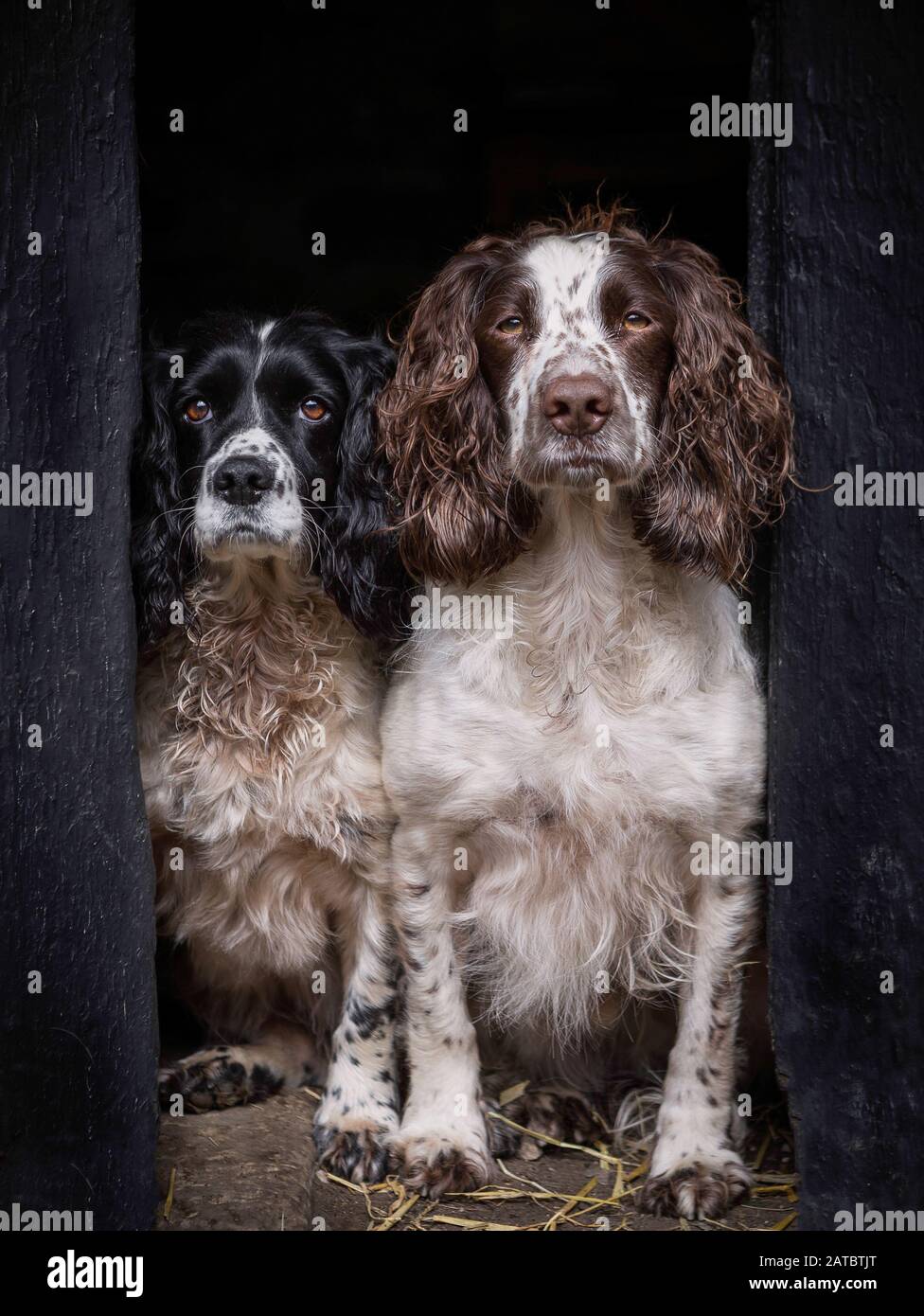 Working breeds hi-res stock photography and images - Alamy