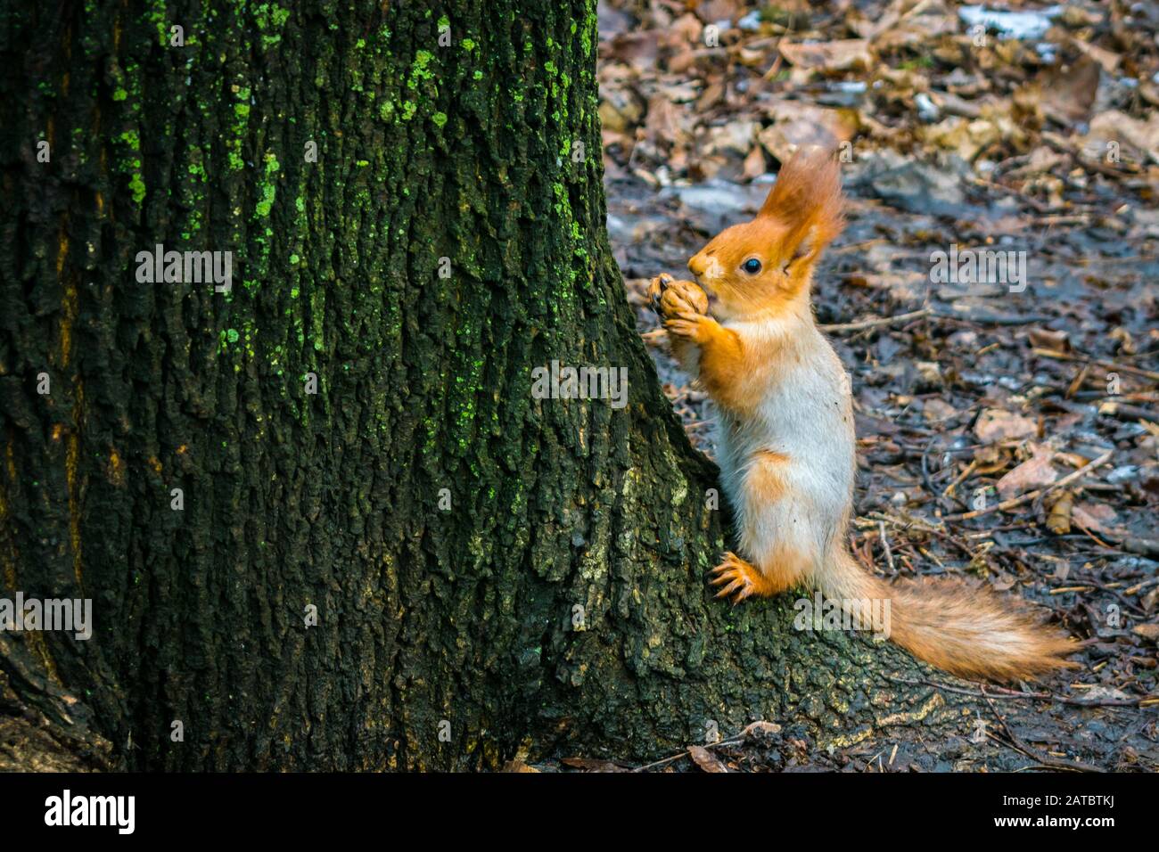Eats walnut tree hi-res stock photography and images - Alamy