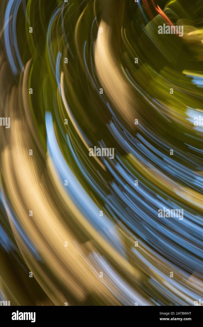 Abstract of Tree. In camera effect Stock Photo - Alamy