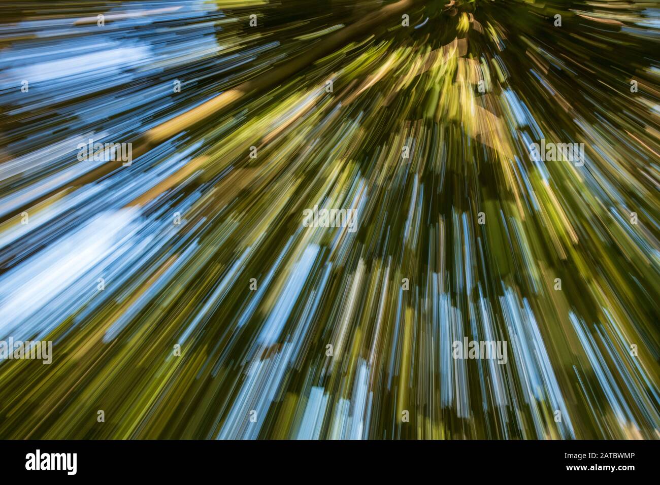 Abstract of Tree. In camera effect Stock Photo - Alamy