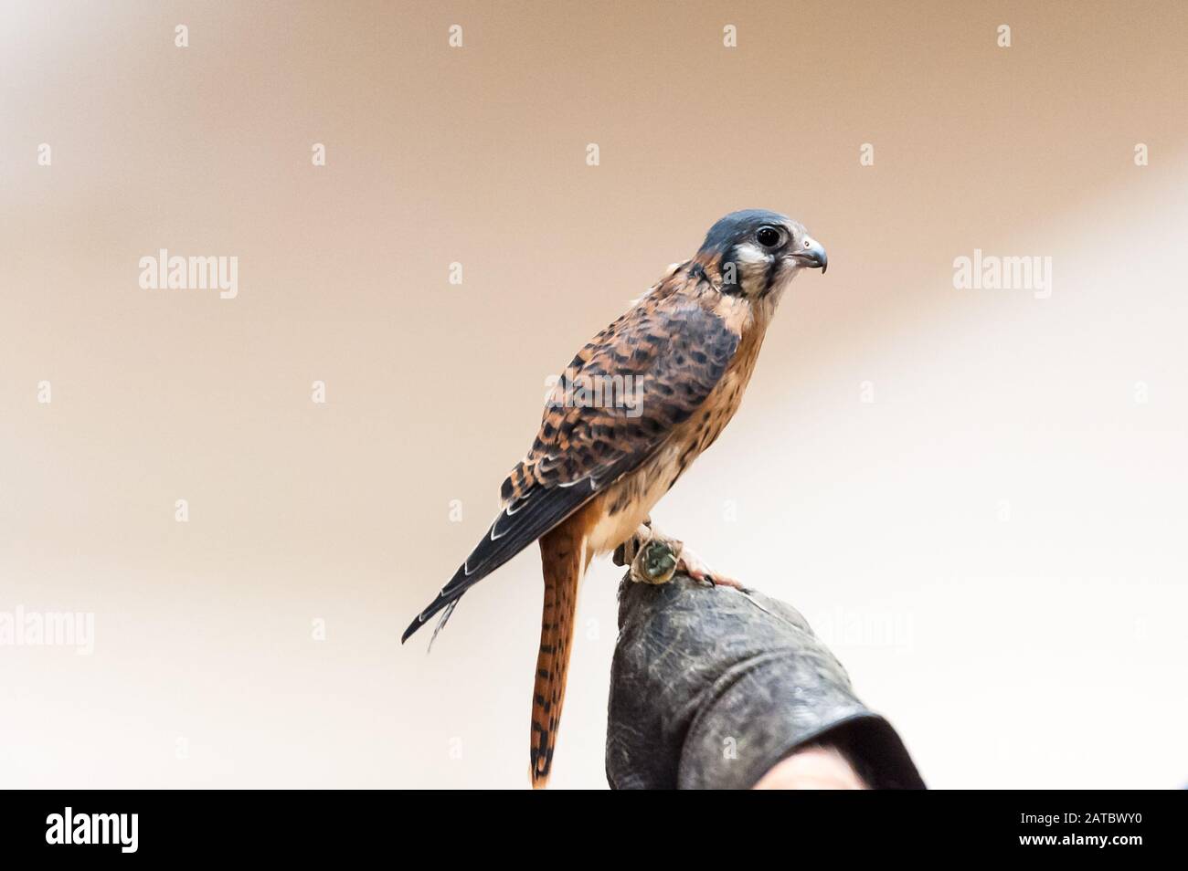 Exhibitung hi-res stock photography and images - Alamy