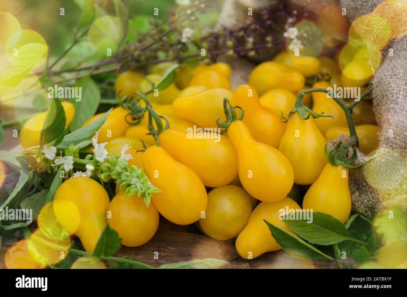 Organic yellow pear tomato. Tomato called yellow drop. Natural organic ...