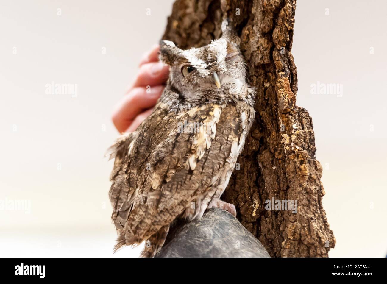 Presentation showing Screech Owl's method of camouflage Stock Photo - Alamy