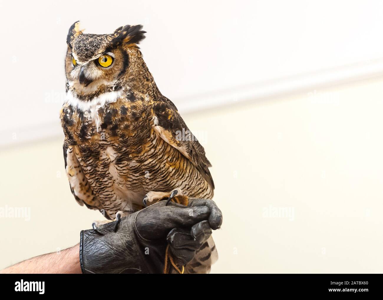 Bird rescue and education hi-res stock photography and images - Alamy