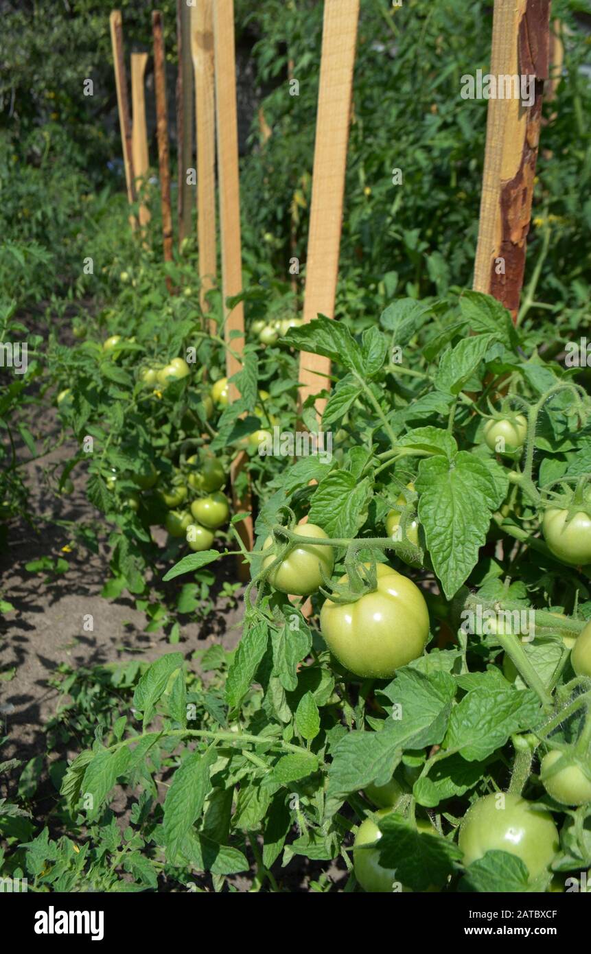 Commercial tomato production. Green unripe tomatoes on farm Stock Photo ...