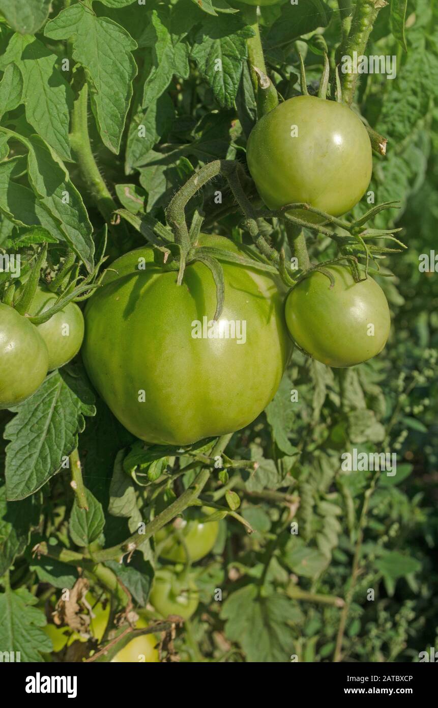 Growing tomatoes for commercial purposes. Commercial tomato industry ...