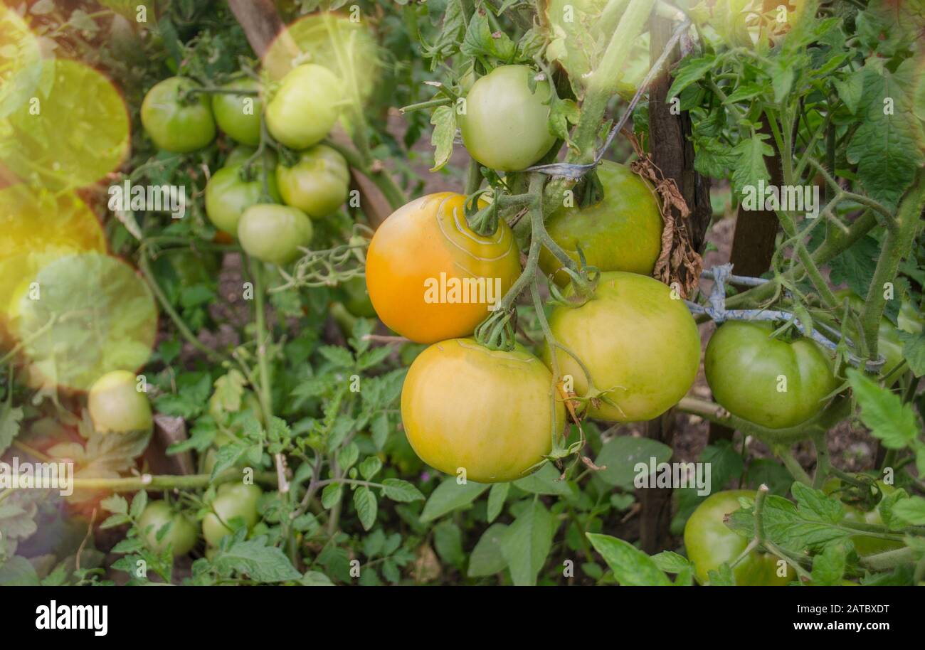 Commercial tomato production. Green unripe tomatoes on farm Stock Photo ...