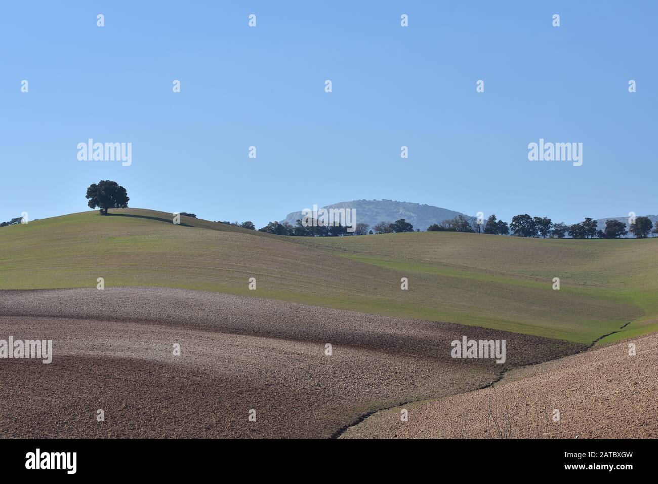 Andalusian countryside landscape with different colors and a lonely oak ...