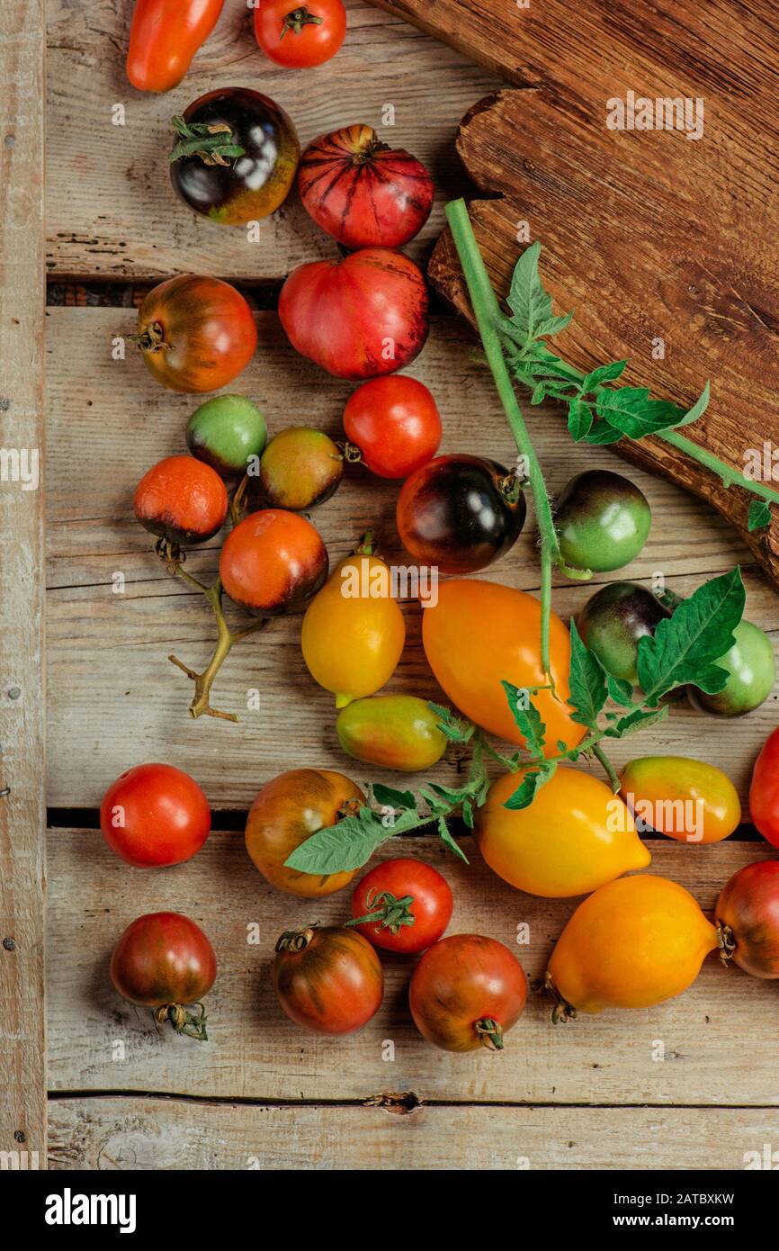 Different kind fresh tomatoes closeup assorted. Red and orange big and ...