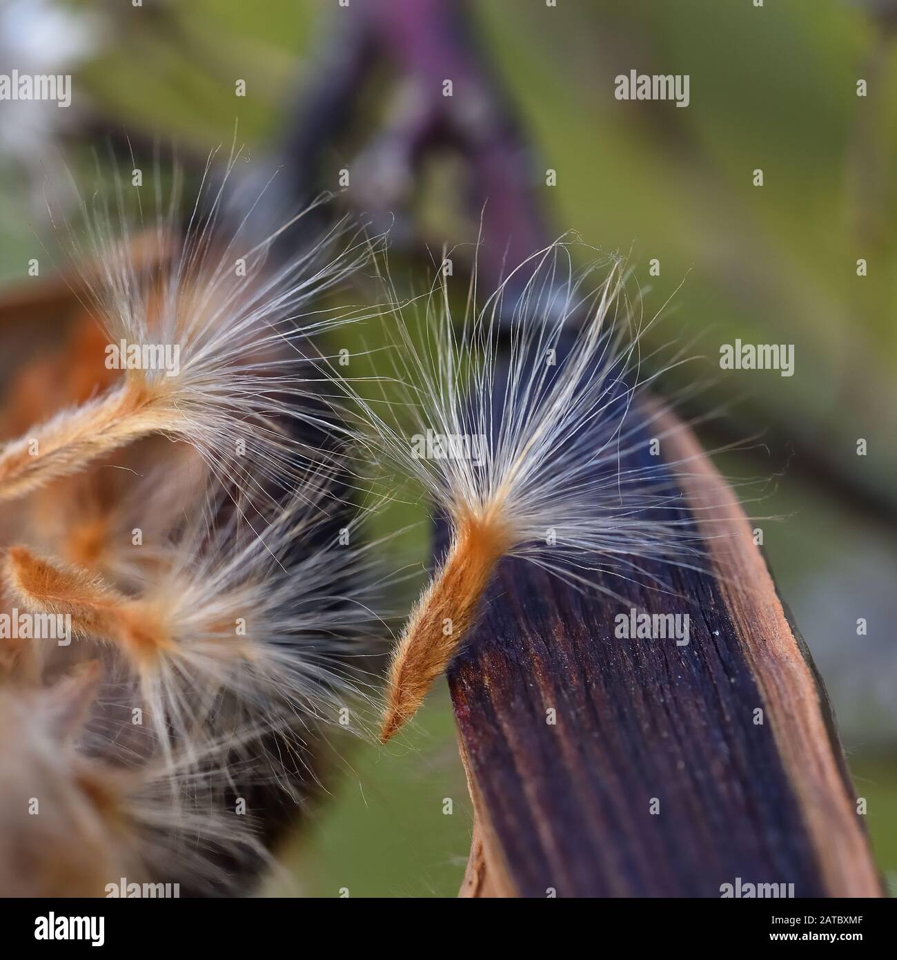 Oleander seeds coming out of their pod prepared to fly Stock Photo - Alamy