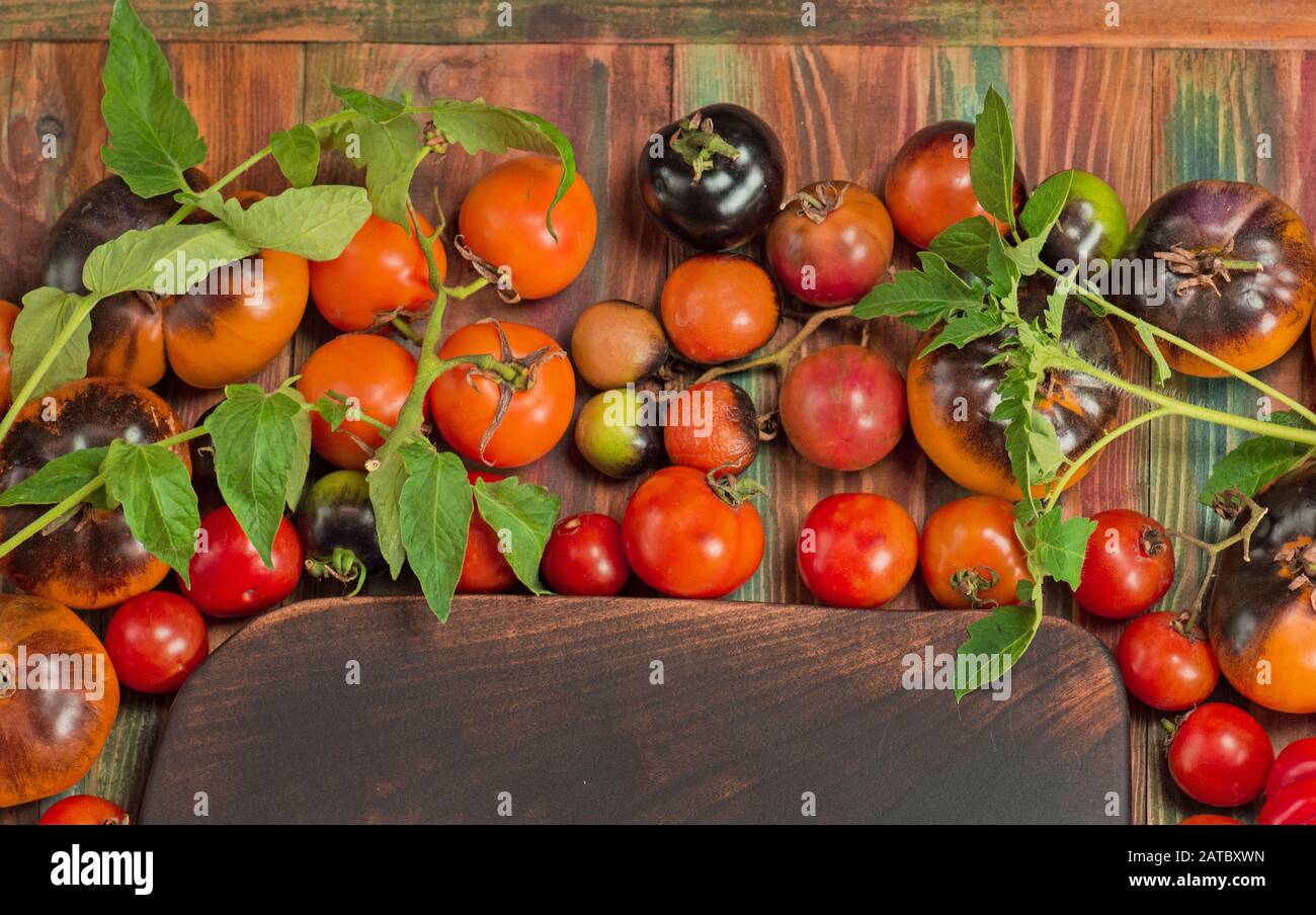 Different kinds tomatoes mix. Colorful red, yellow, orange tomatoes ...