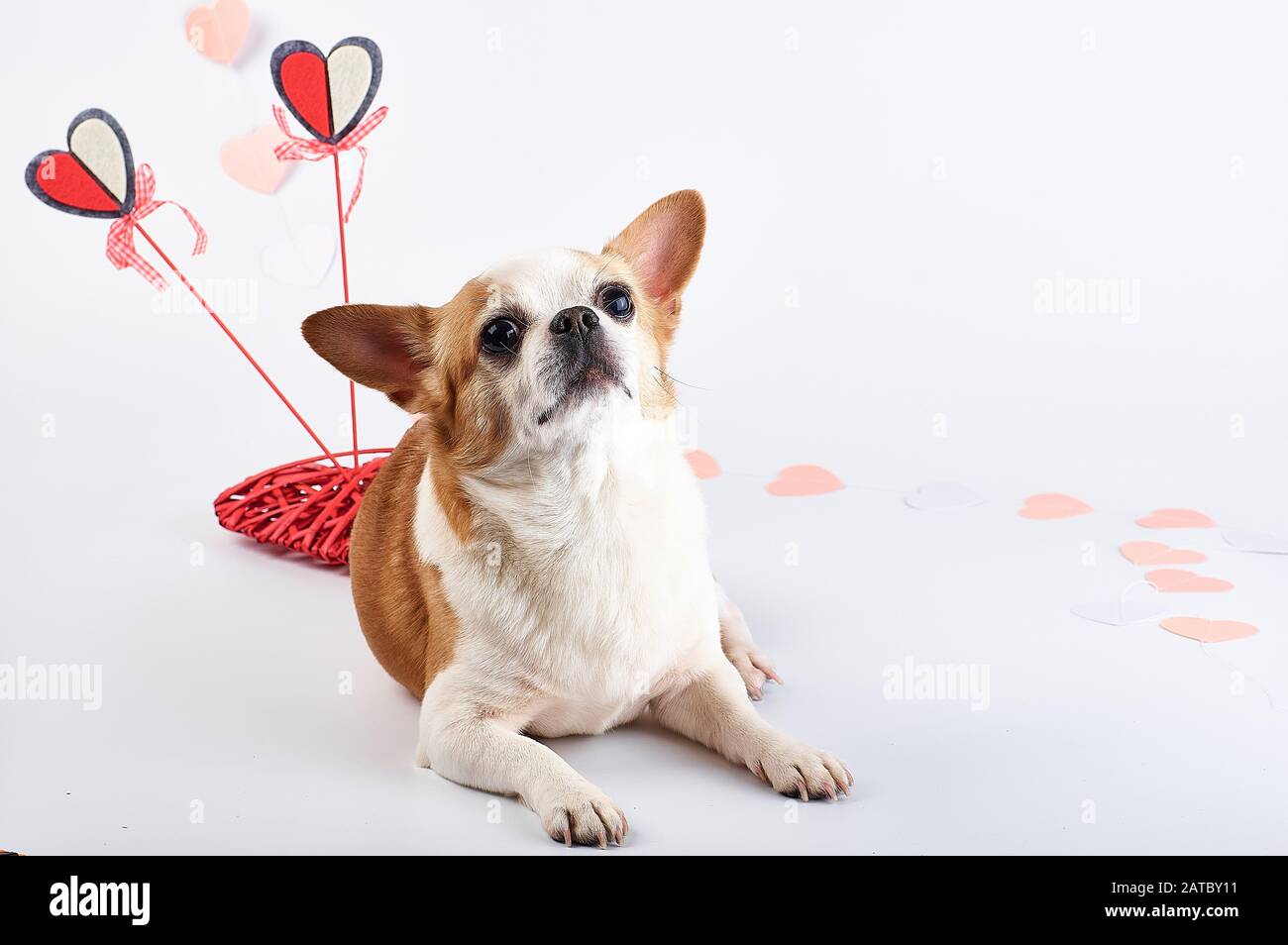 Animals Making Hearts