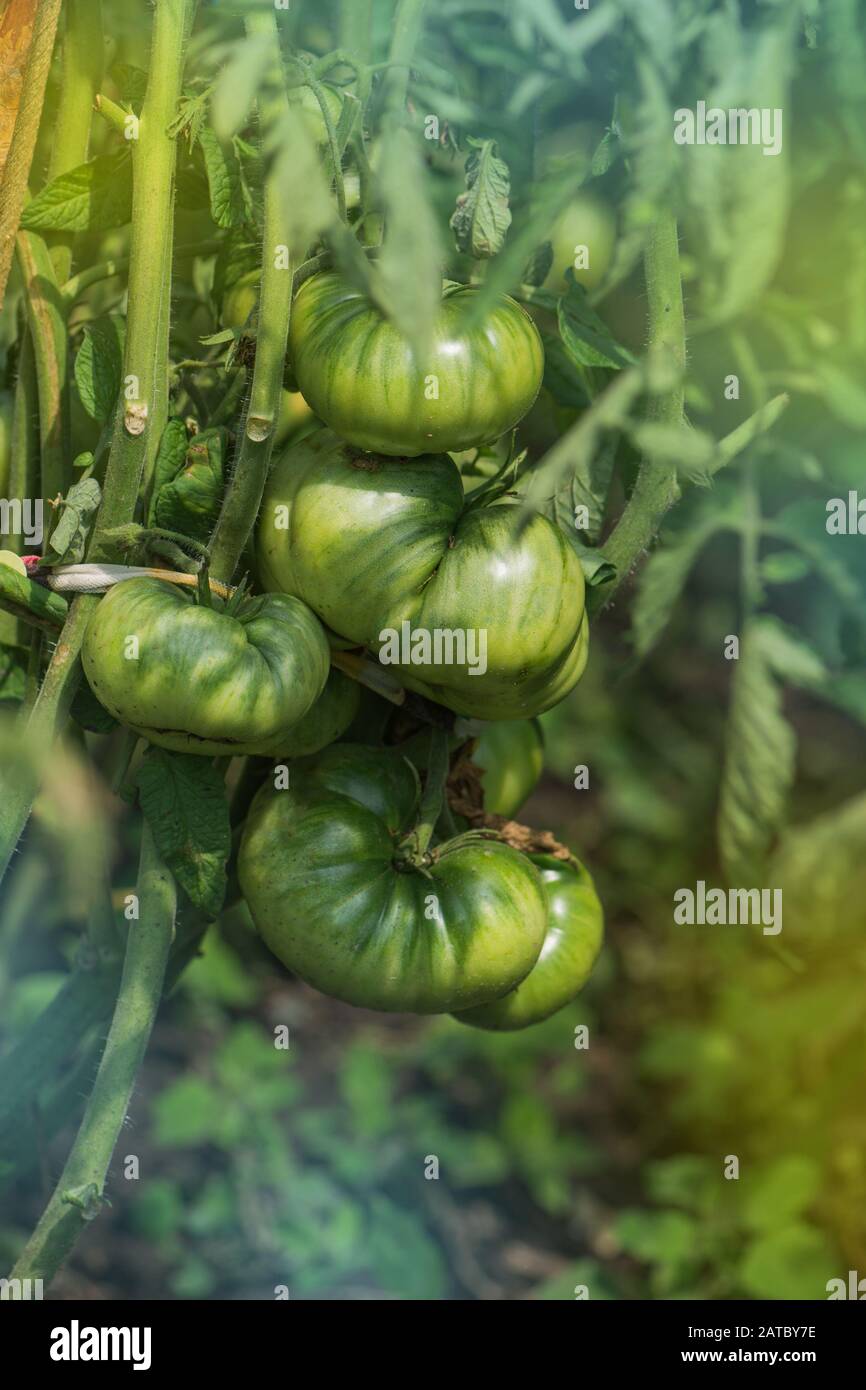 Tomato production hi-res stock photography and images - Alamy