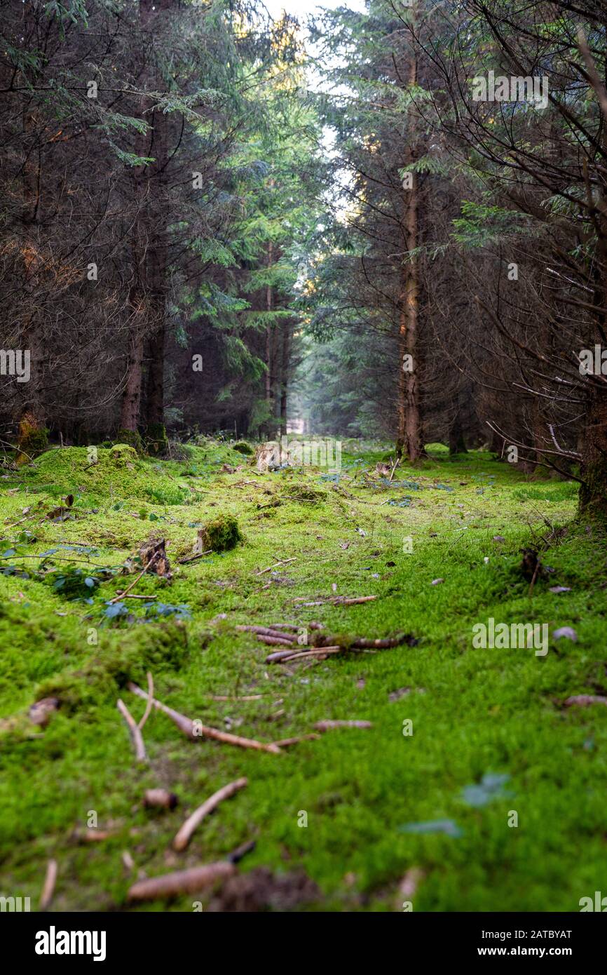 Green forest path through large trees pathed with moss Stock Photo - Alamy