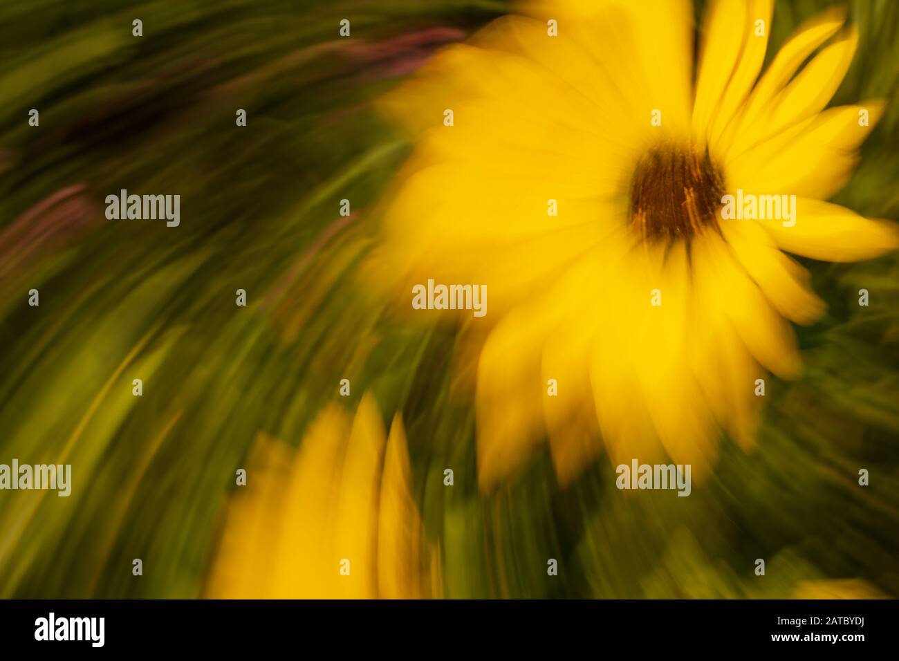 Abstract of Black Eyed Susan in Bloom Stock Photo - Alamy