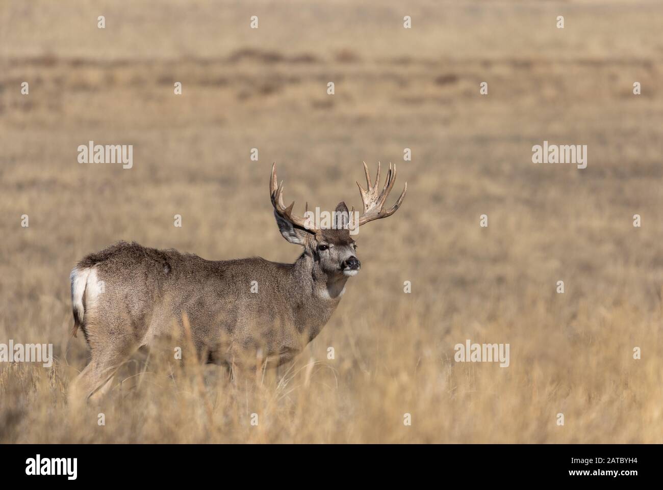 Mule deer Buck in Colorado in Autumn Stock Photo - Alamy