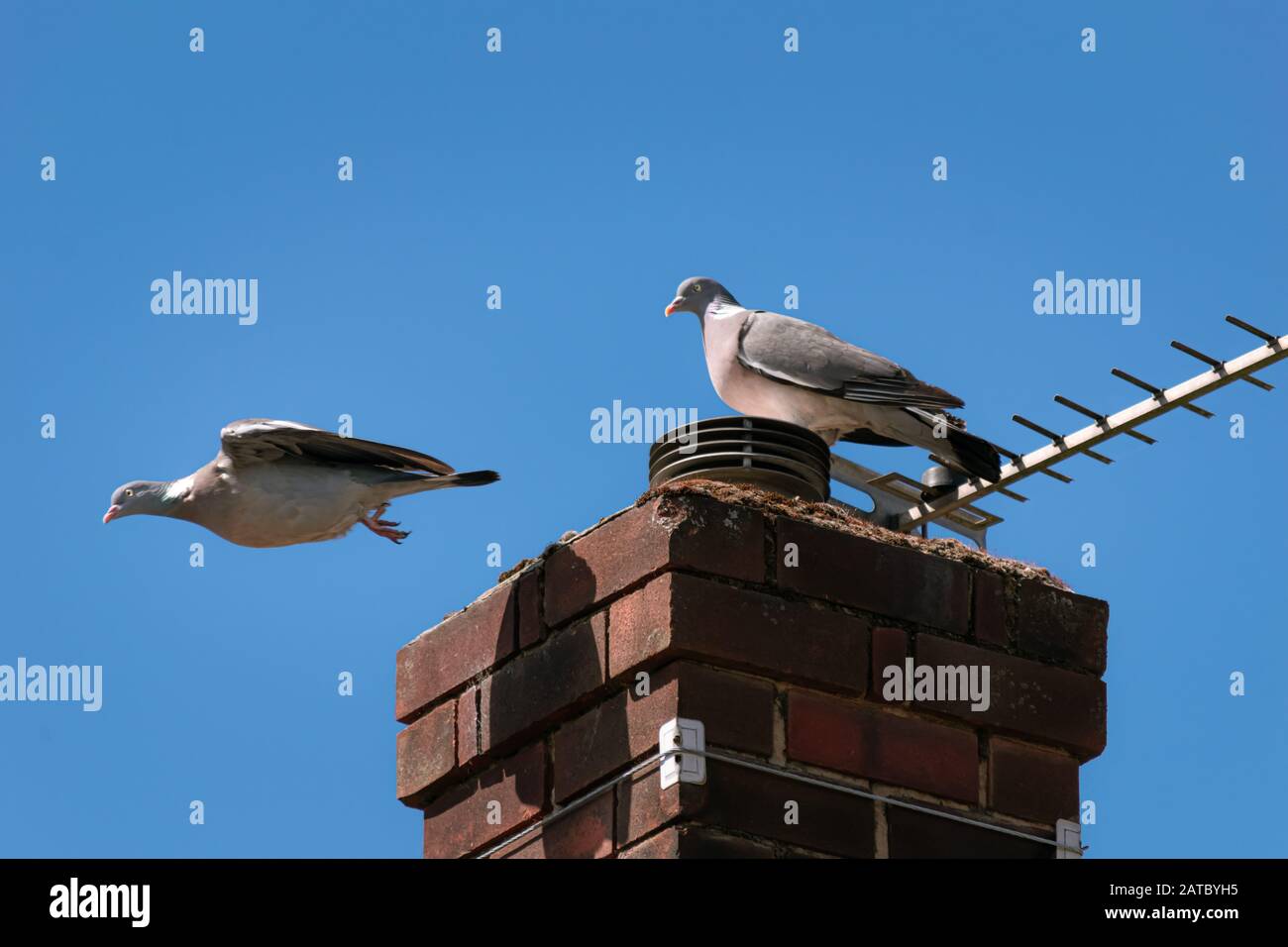 Funny pigeon hi-res stock photography and images - Alamy
