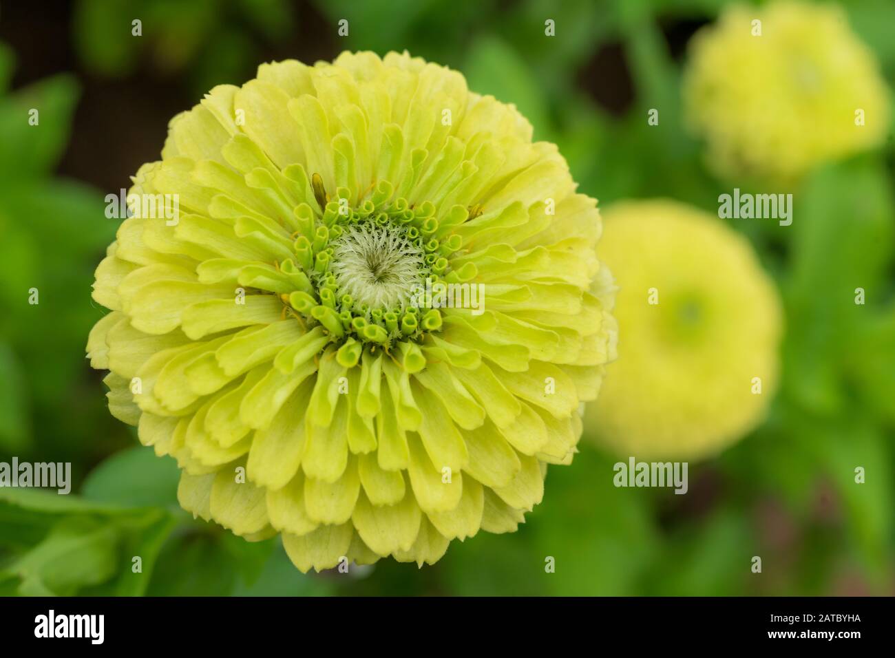 Zinnia hybrid flower garden High Resolution Stock Photography and ...