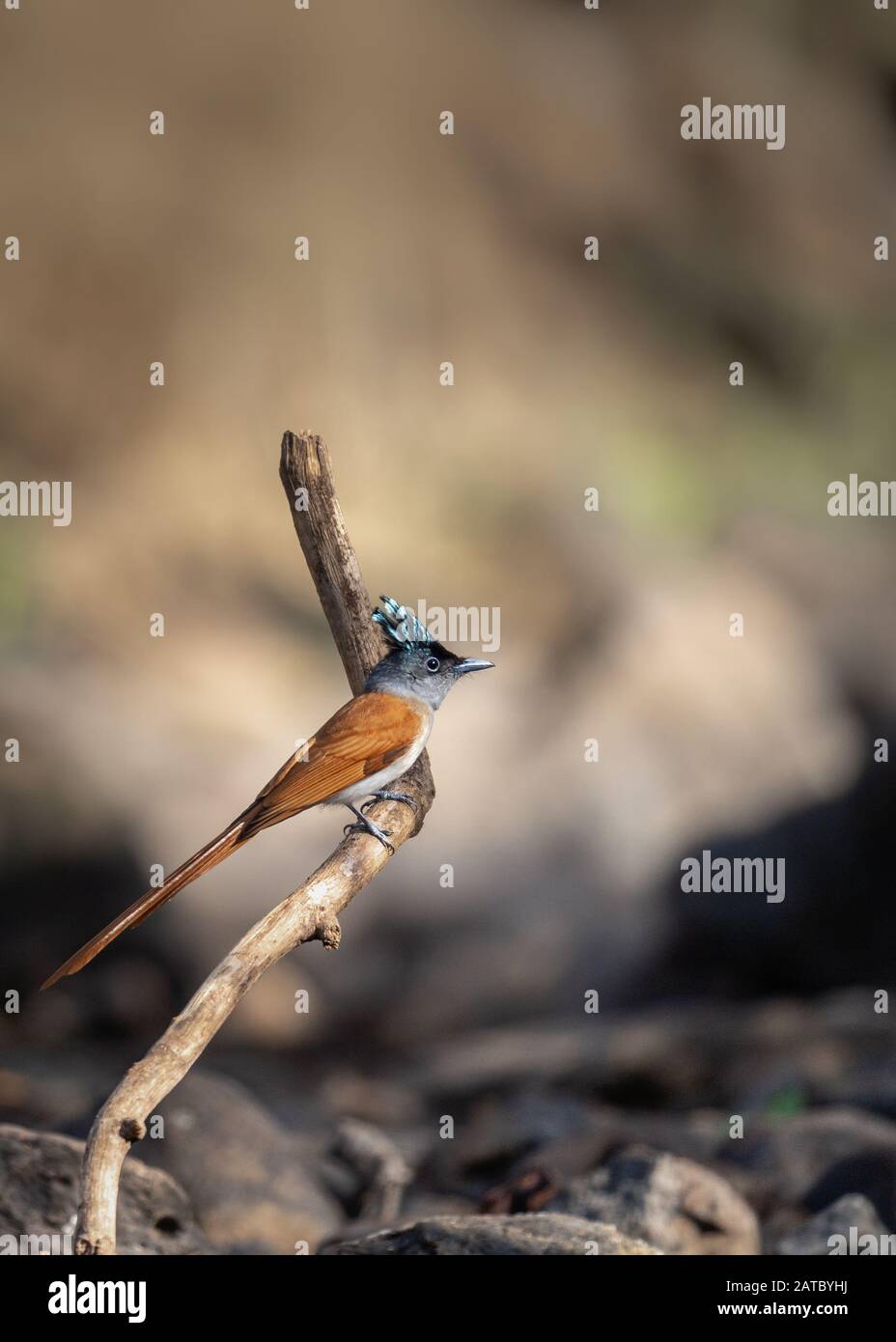 Asian paradise fly catcher hi-res stock photography and images - Alamy