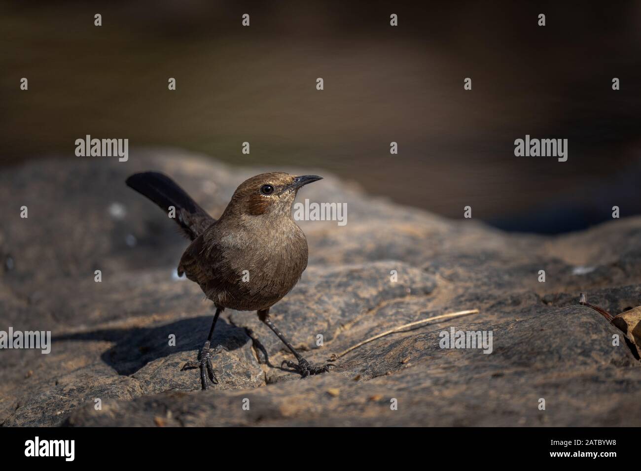 Indian robin hi-res stock photography and images - Alamy