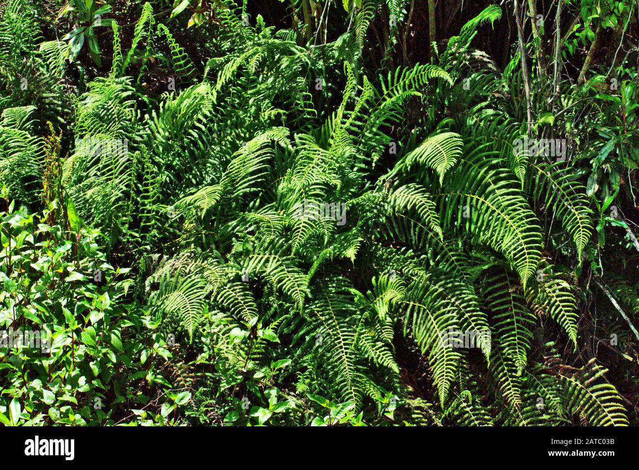 Ferns growing in cliff hi-res stock photography and images - Alamy