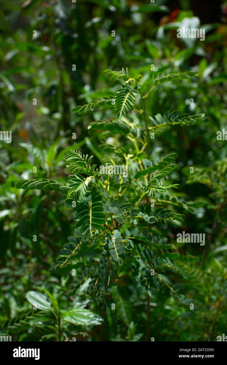 green astragalus growing in Huascarán National Park Peru Stock Photo ...