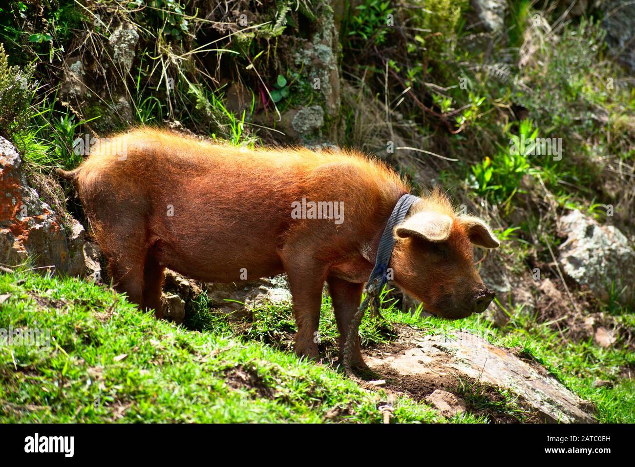 Pig tied up standing in grass in Huascarán National Park Peru Stock ...