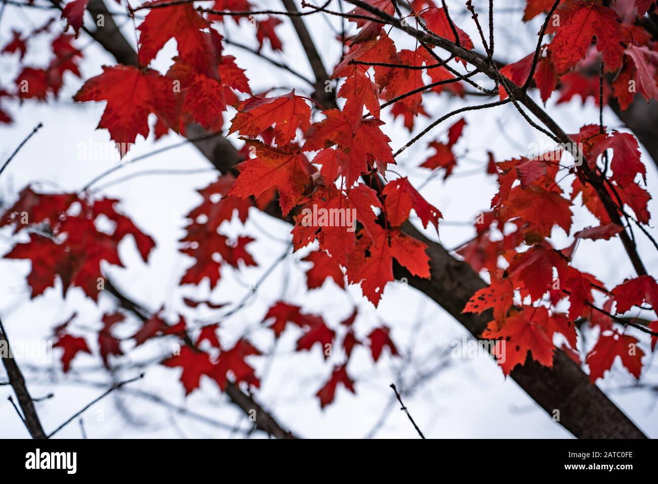 Big ginkgo trees hi-res stock photography and images - Alamy