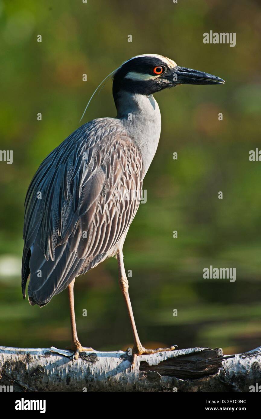 Adult yellow - crowned night heron Stock Photo - Alamy