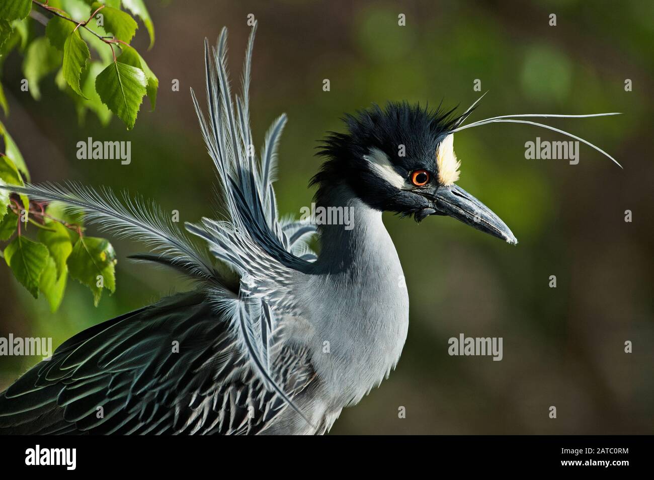 Adult yellow - crowned night heron Stock Photo - Alamy