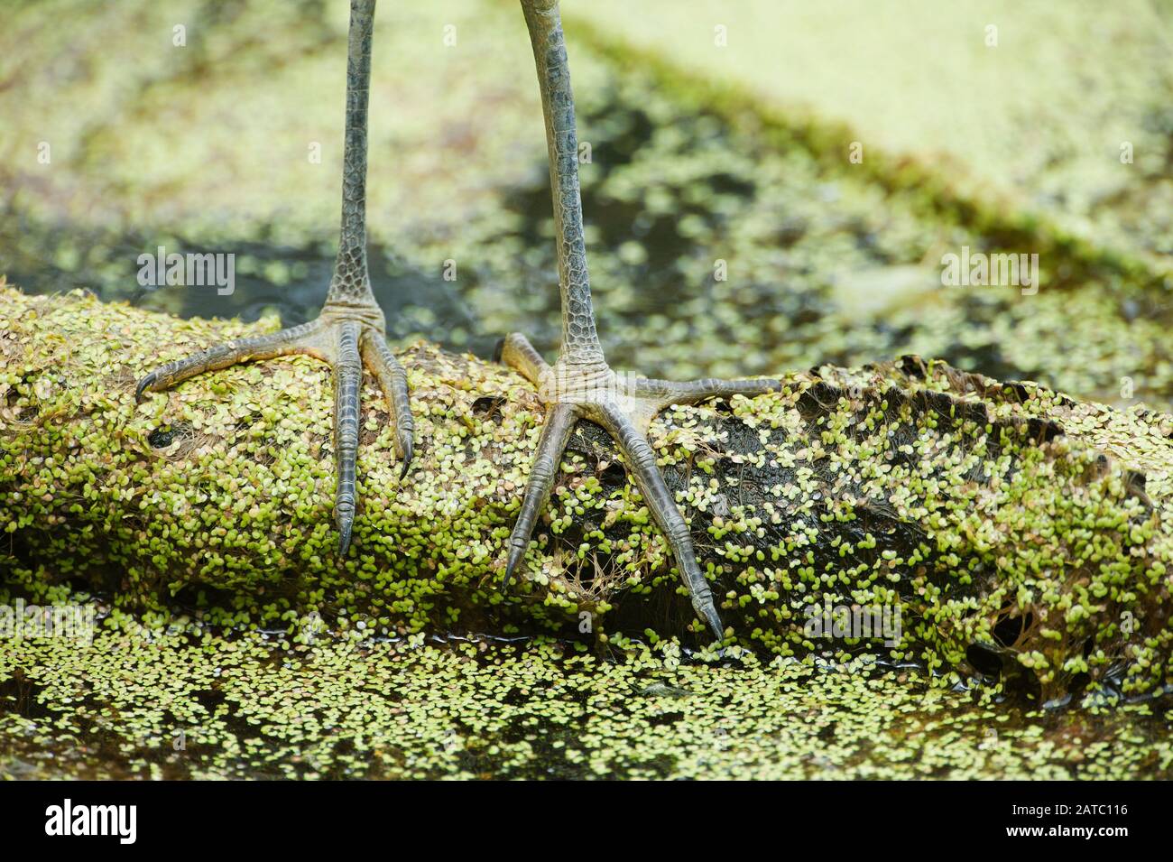 Herons feet hi-res stock photography and images - Alamy