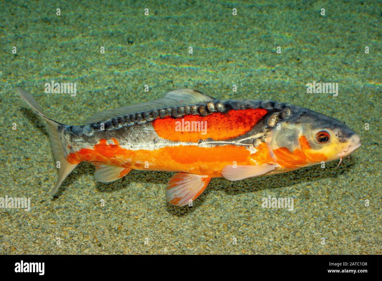 Dehner Blumenpark • Ldkr. Donau-Ries, Schwaben, Bayern, Deutschland ...